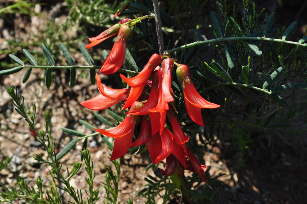 NECTAR IN THE GARDEN - The Post