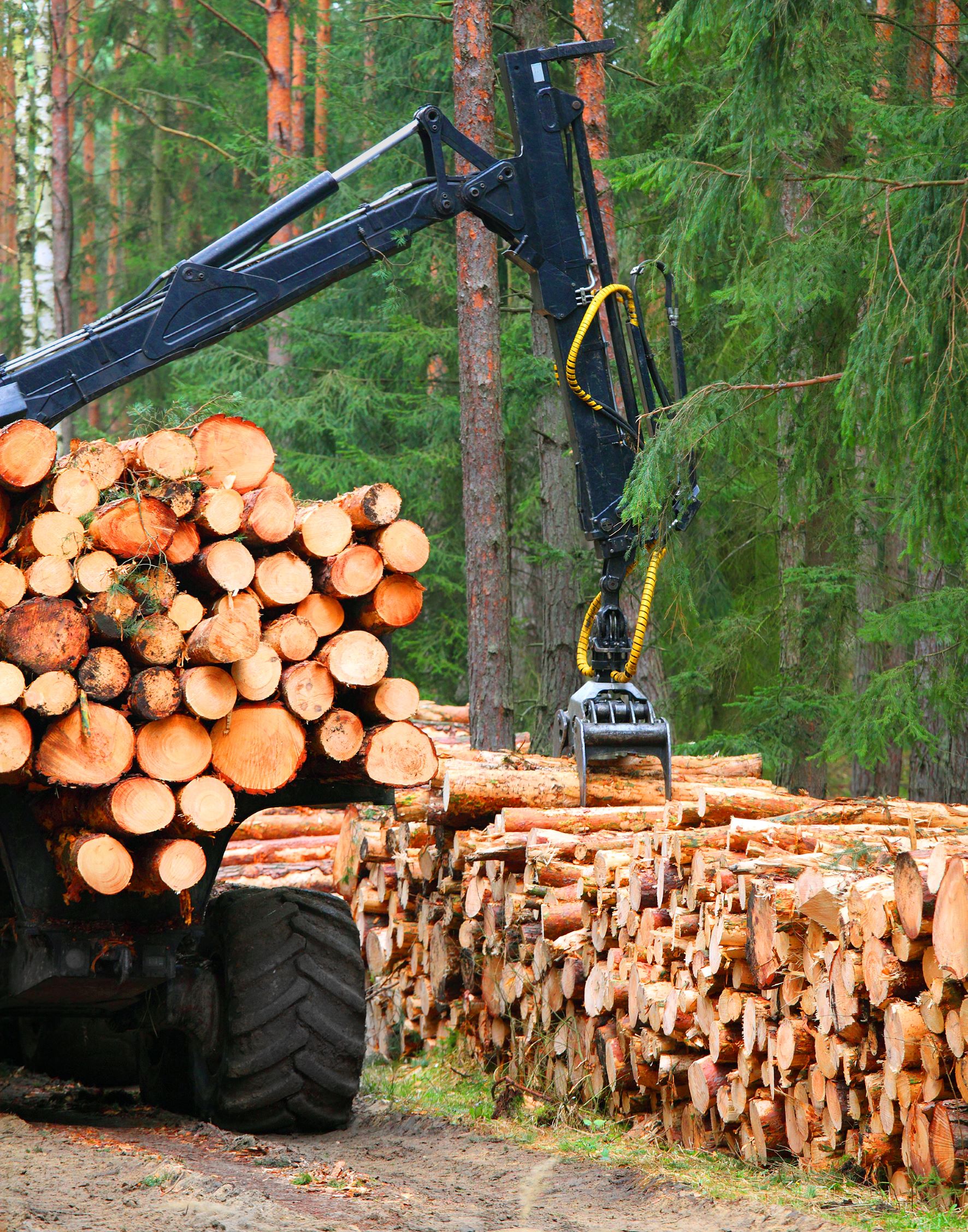 Commercial Forestry Software: Transforming the Landscape of Forestry ...